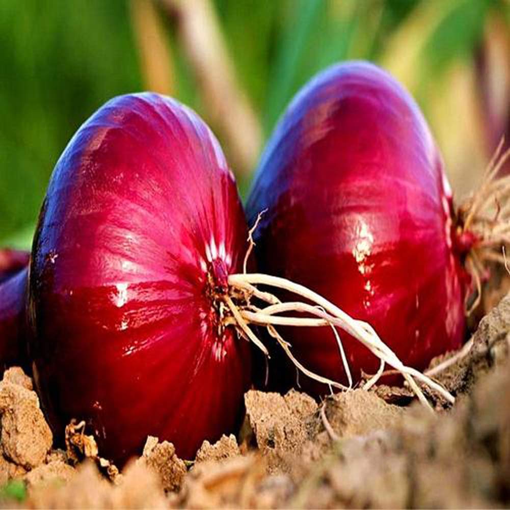 VibeX Purple-red Onion Seeds （Allium cepa）-500 Seeds : Amazon.in ...