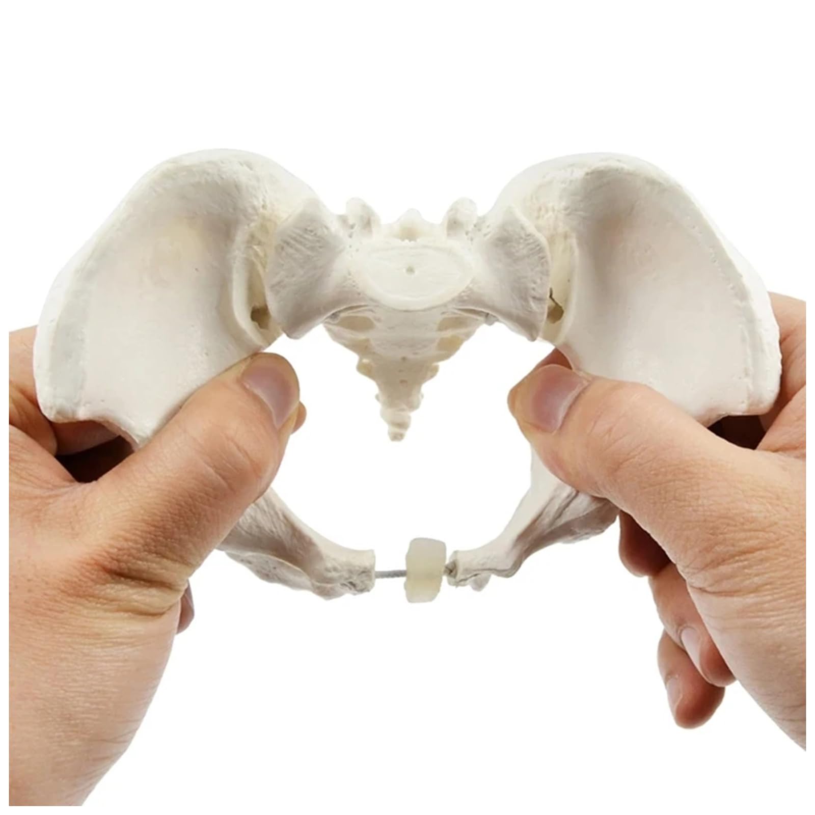 Body Parts Flexible Female Pelvis Model With Movable Femur Heads And ...