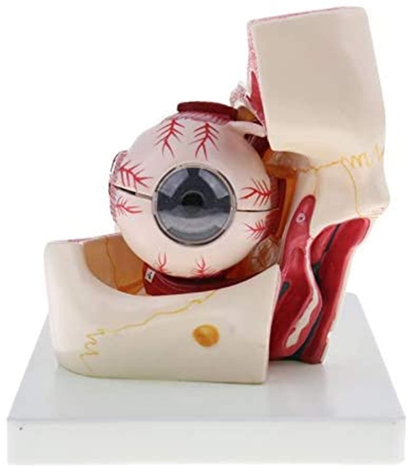 Buy Body Model 3 Times ment Eyeball Orbital Eye Model 10Parts ...