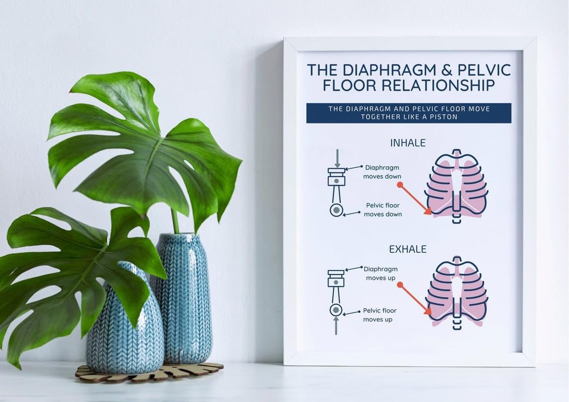 Amazon.com: Pelvic Floor And Diaphragm Poster, Pelvic Floor Poster ...