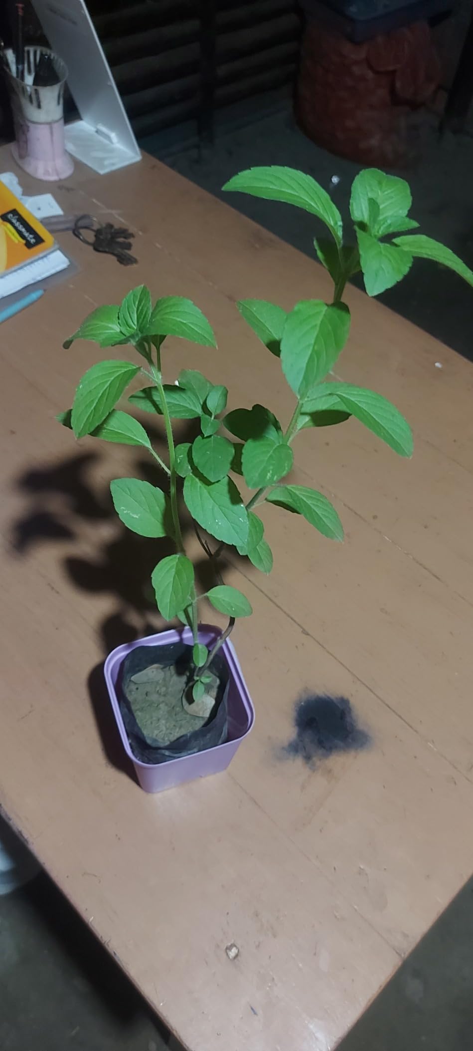 Mint Tulsi (Holy basil) Plant : Amazon.in: Garden & Outdoors