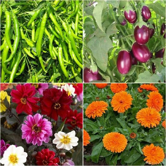 SimXotic Seeds Combo of Chilly Green, Calendula Flowers, Dahlia Single ...