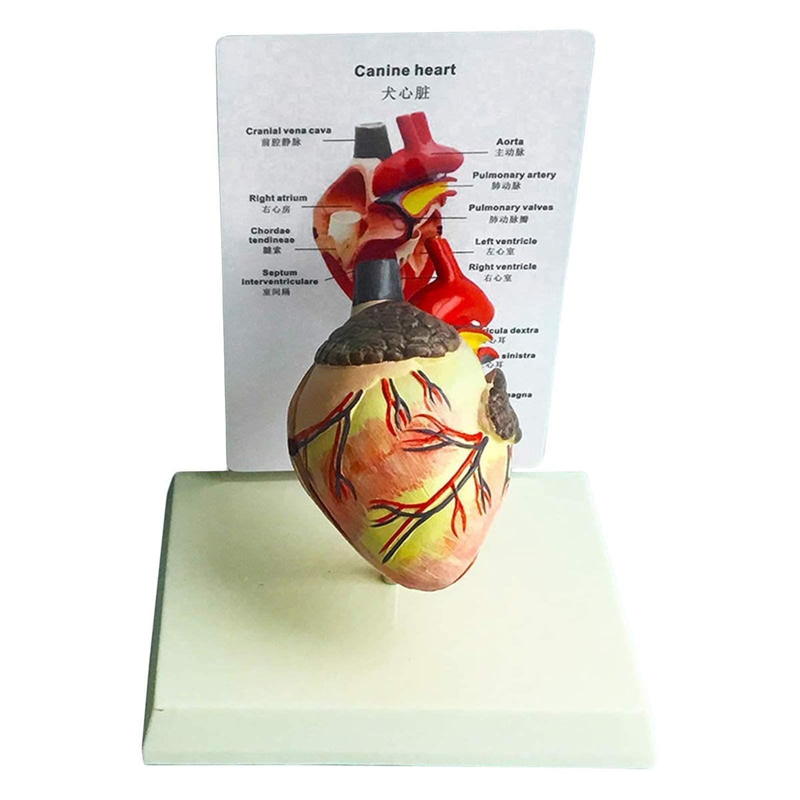 Modelo de anatomía, 10 Modelo anatómico de corazón de perro - Modelo de ...