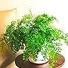 Amazon.com : Fern Plant Pot, Maidenhair Fern Plant Live, 3.5 Inc Potted ...