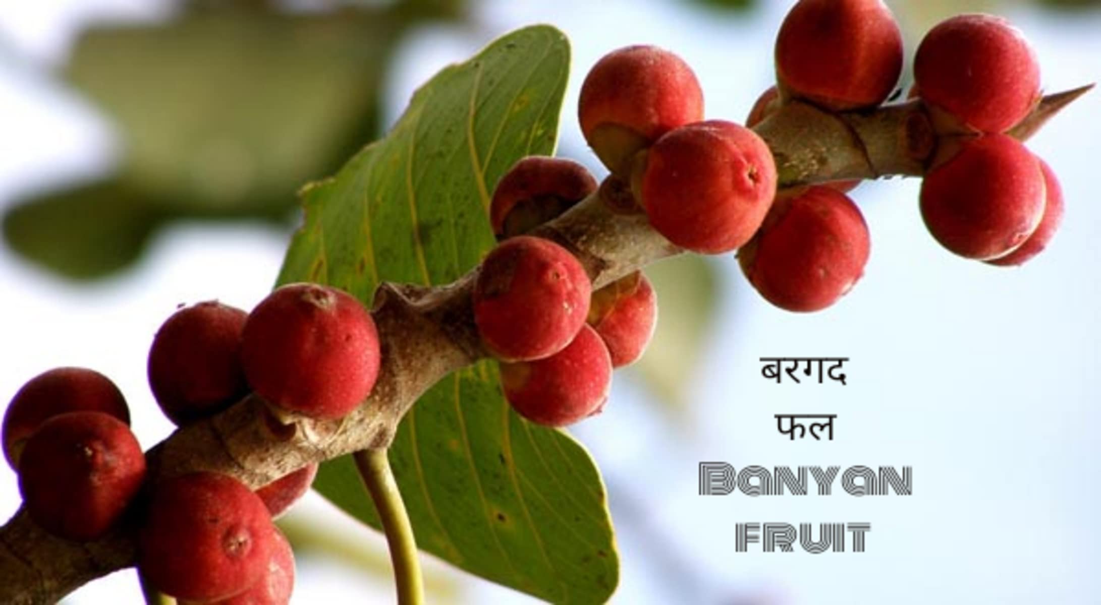 Banyan Tree Fruit