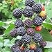 Amazon.com: Bluelans Raspberry Fruit Plant Seeds 50 Pcs Rare Delicious ...