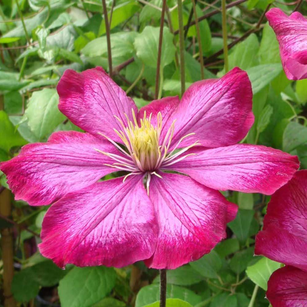 Hardy Clematis Ville de Lyon Perennial Climbing, Easy to Grow Your Own ...