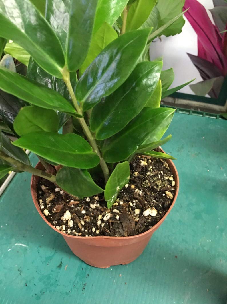 Buy 1 aka Eternity , Rooted and y, Various Sizes, Zamioculcas Zamifolia ...
