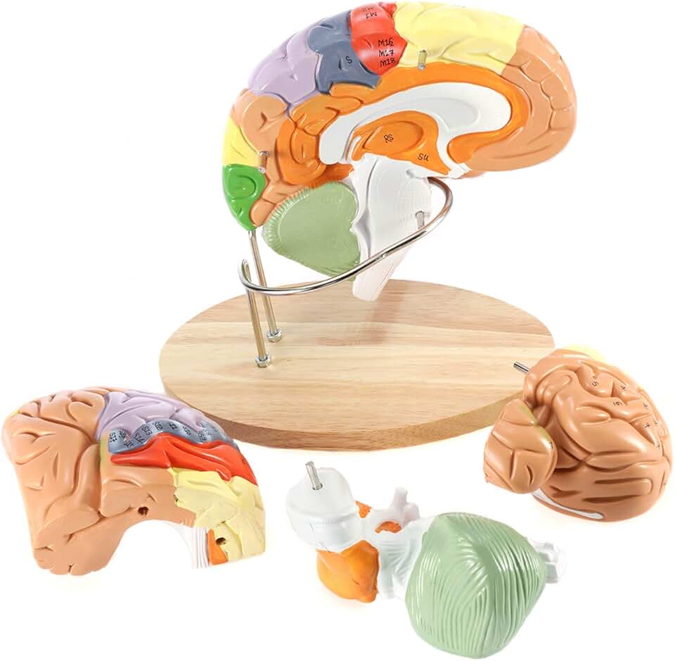 Best Brain Model Project Images Brain Models Brain Science Projects best-brain-model-project-images-brain-models-brain-science-projects