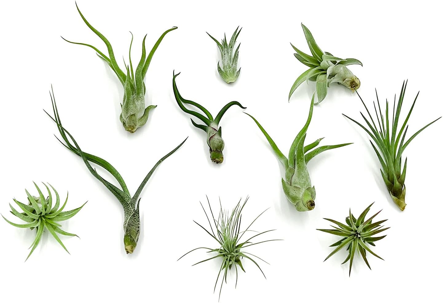 Amazon.com : Air Plants Live | Air Plants Variety Pack Live | Available ...