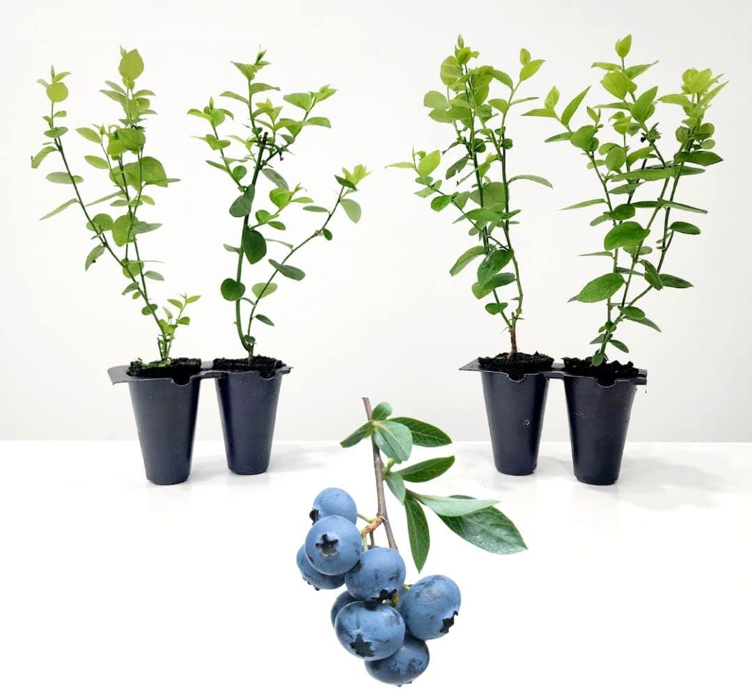 Amazon.com : Blueberry Plants Pink Lemonade (Rabbiteye) Includes (4 ...