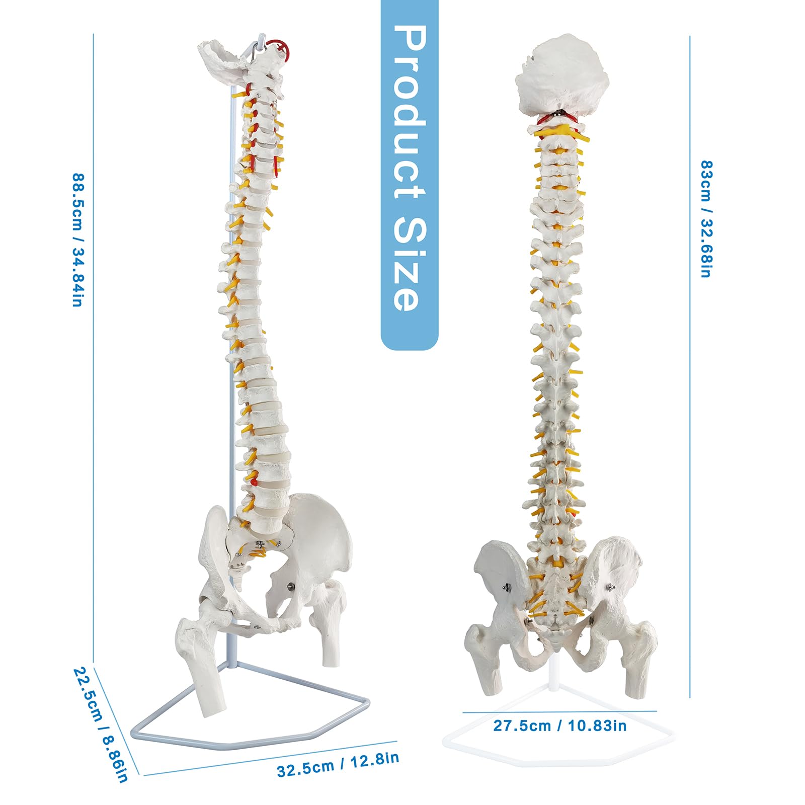 Snapklik.com : EVOTECH Flexible Human Spine Model For Anatomy, 34.8 ...