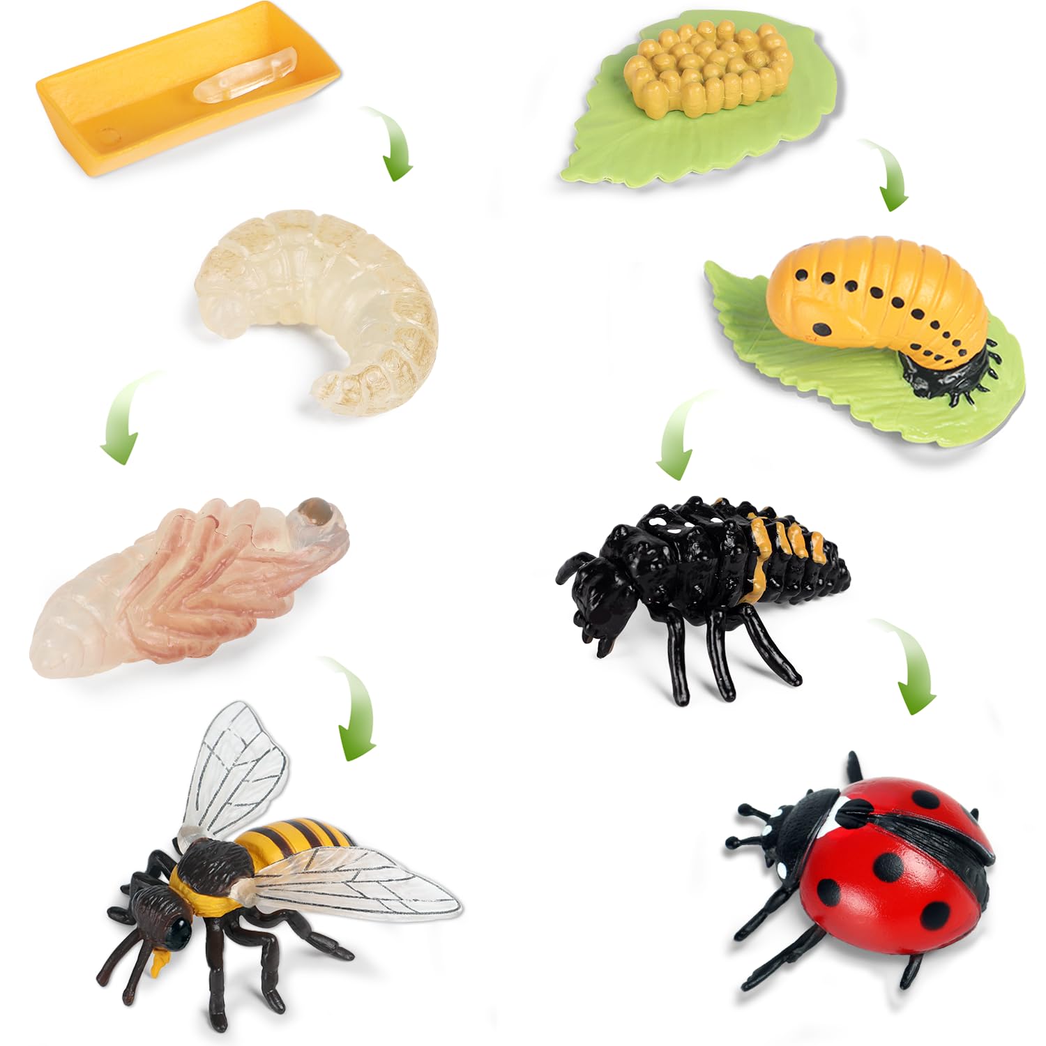 Sienon8pcs Insect Life Cycle Figurines Plastic Honey Bee And Ladybug ...
