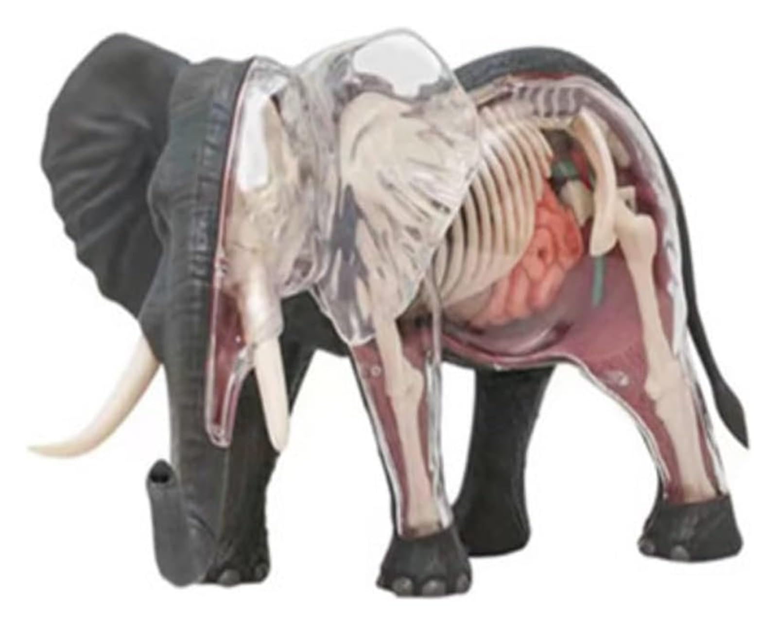 Anatomía Del Elefante Asiático El Elefante Y Su Reproducción | PDF