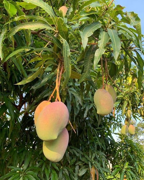 Native Earth Nursery Hatcher Mango Grafted Plant (Pack Of 1 Healthy ...