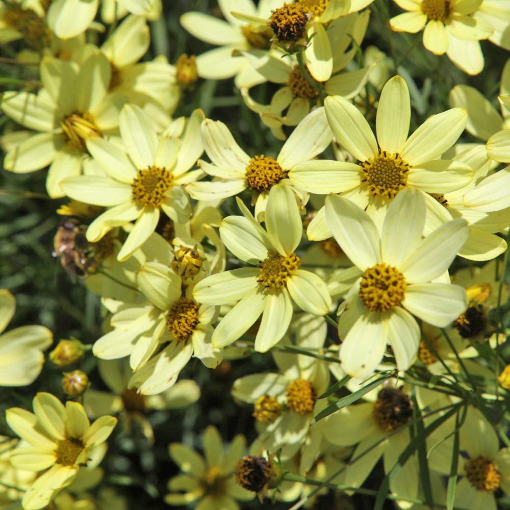 Thompson & Morgan Hardy Coreopsis Verticillata 'Moonbeam' Perennial ...