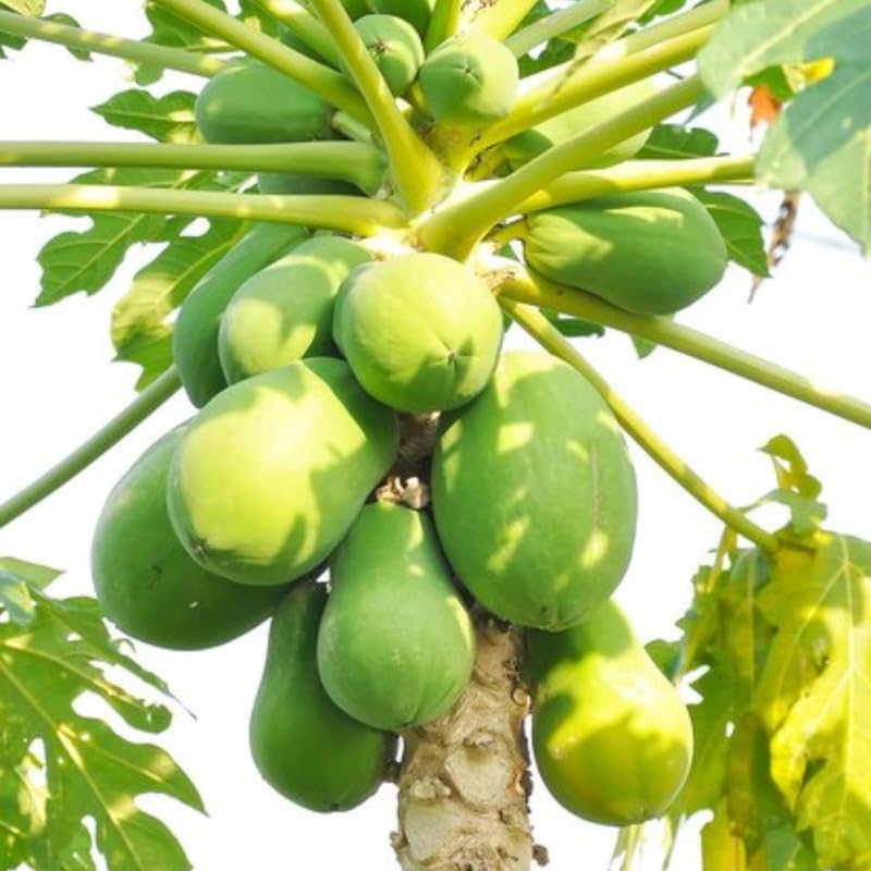 Amazon.com : Papaya Tree Live Plant for Planting Outdoors, 8 to 9 Inch ...