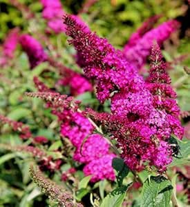 Butterfly Bush Dwarf Miss Ruby 116 Seeds, BUDDLEIA DAVIDII, Nicely ...
