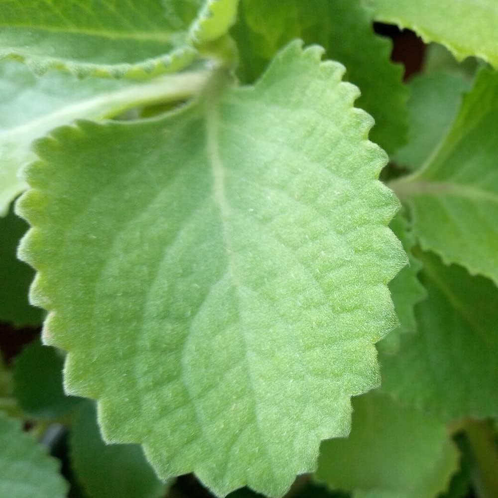 Amazon.com : 4 Green Cuban Oregano Plants Live, Mexican Mint Plants, 5 ...