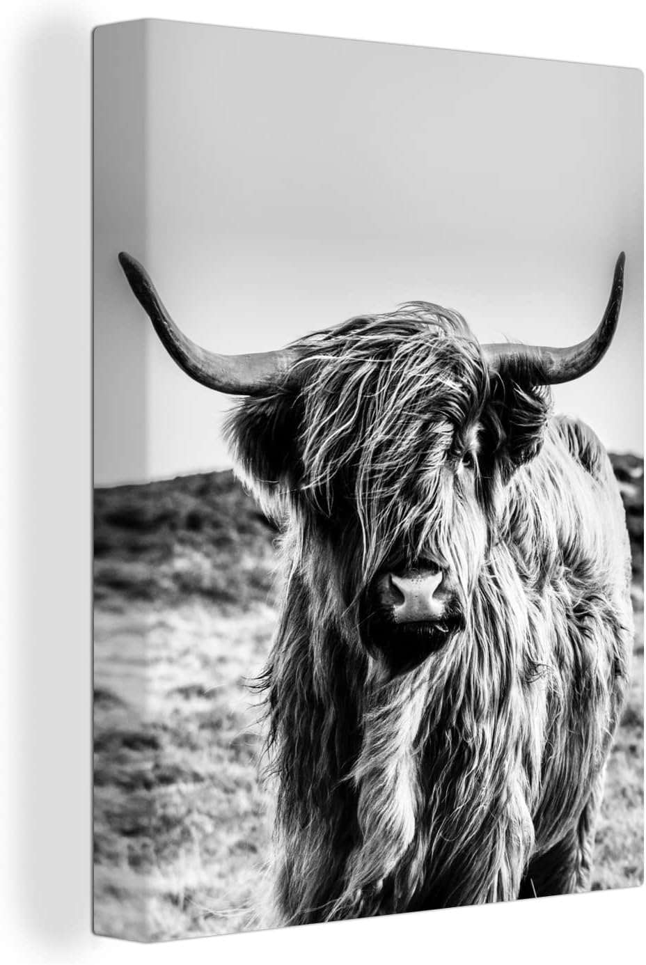 Amazon.de: MuchoWow Leinwand Bilder Schottisches Rind Hochlandrind, wunderschöne Bilder mit ...