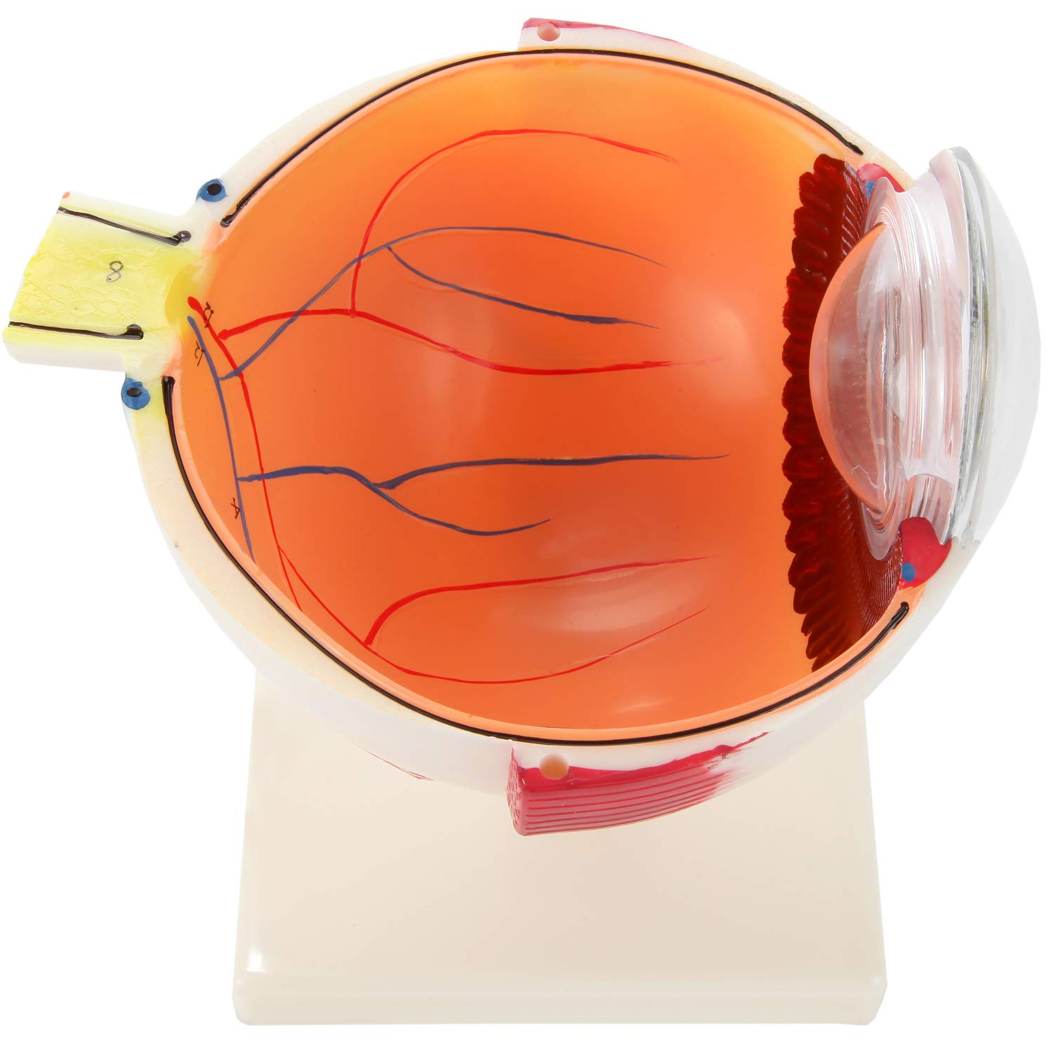 Buy Axis Scientific 5X Enlarged Human Eye Model Eyeball Anatomy Multi buy-axis-scientific-5x-enlarged-human-eye-model-eyeball-anatomy-multi