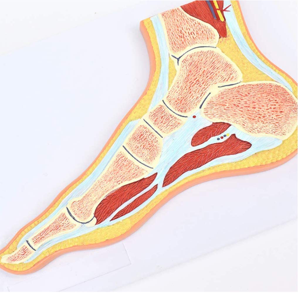 Buy tjz Medical Anatomical Foot Skeleton Model with Ligaments, Ankle ...