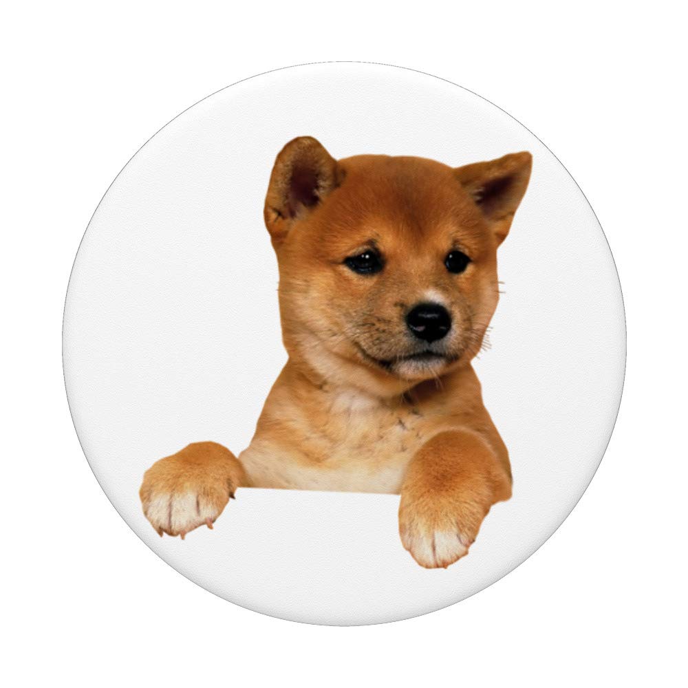 Shiba Inu Smile Puppy