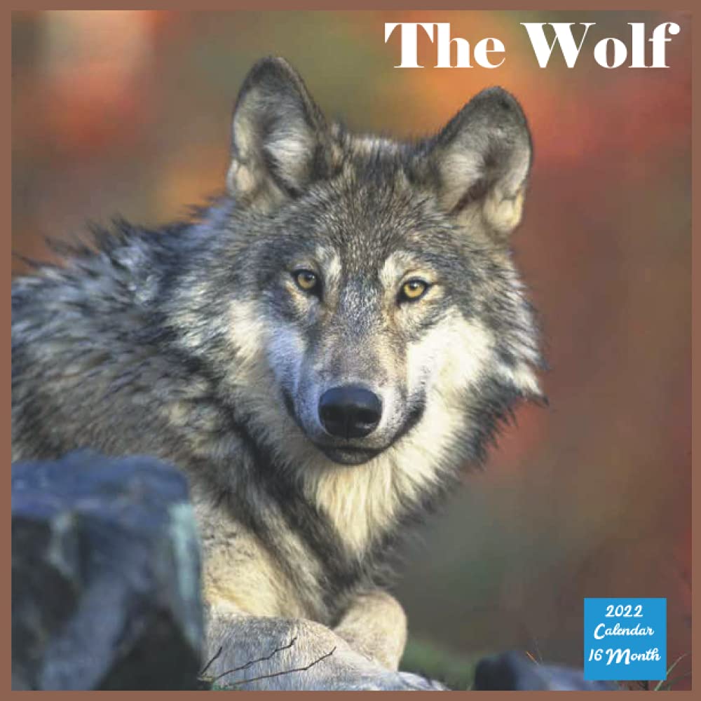 Buy The Wolf 2022: Official Wolf Animal 2022, 16 Month Square Online at desertcartINDIA