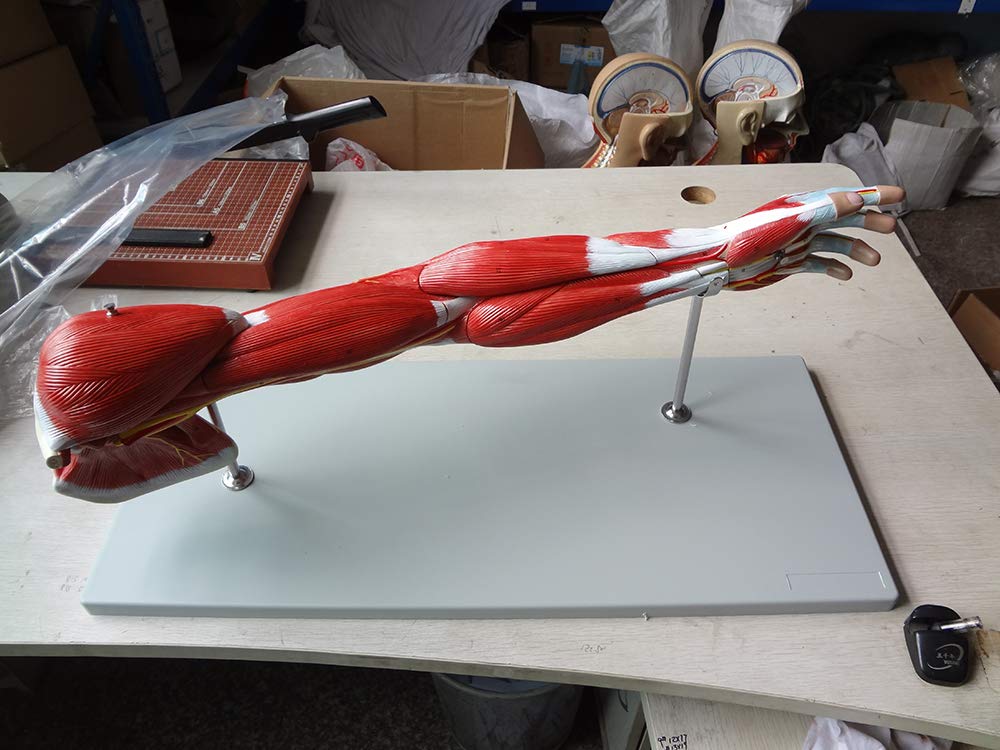 Buy FHUILI Human Body Upper Limb Model - Anatomy Model Arm Muscle Model ...