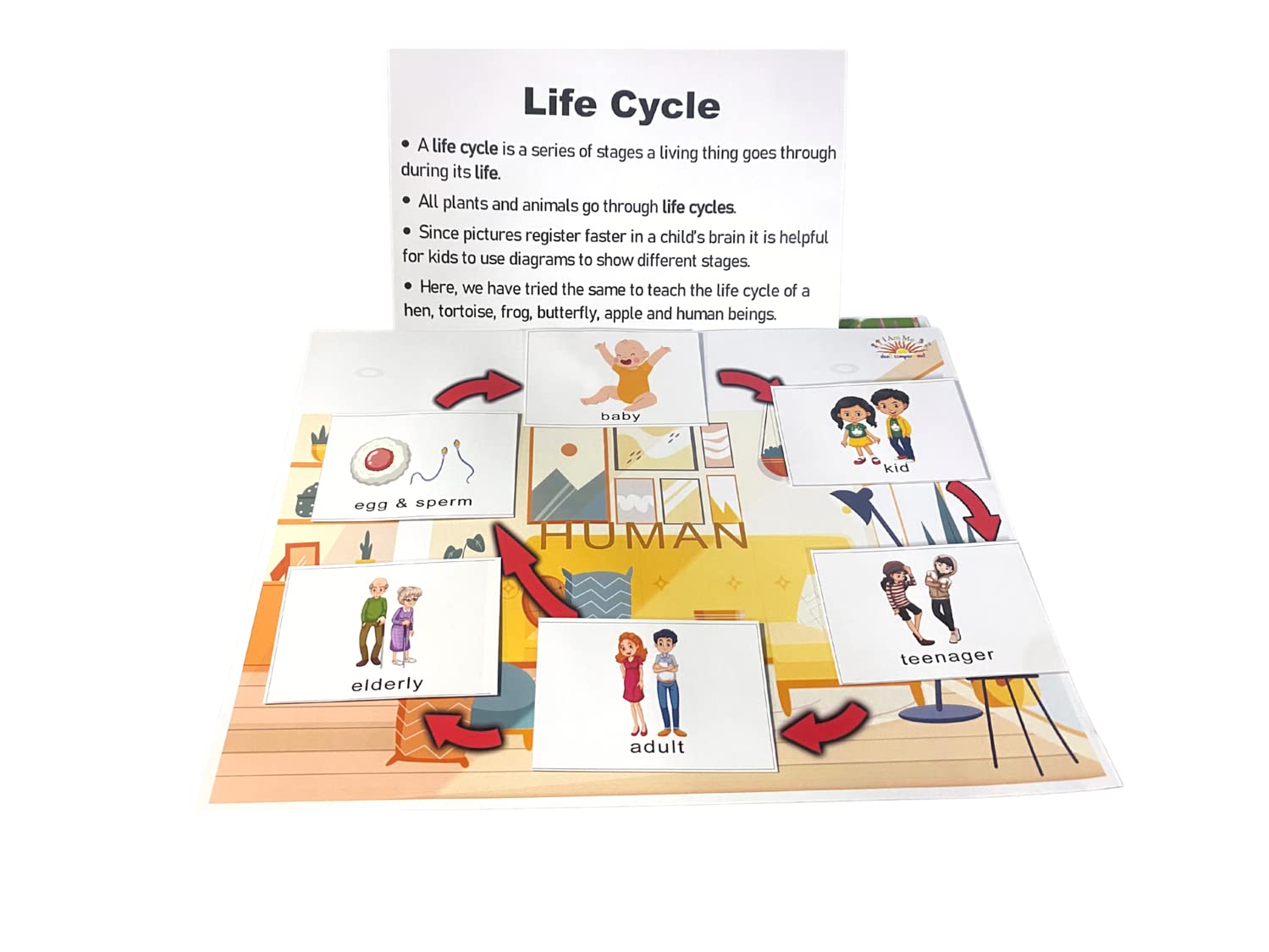 Noddy Kingdom Educational Learning Life Cycle Activity Cards For Kids ...