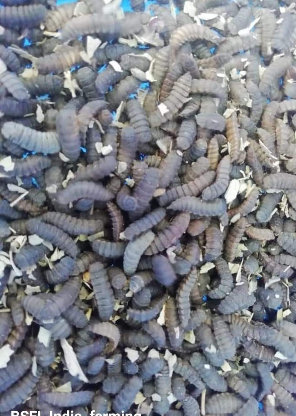 Milli Entopro's Black Soldier Fly - Live Larvae, a Protein and Calcium ...