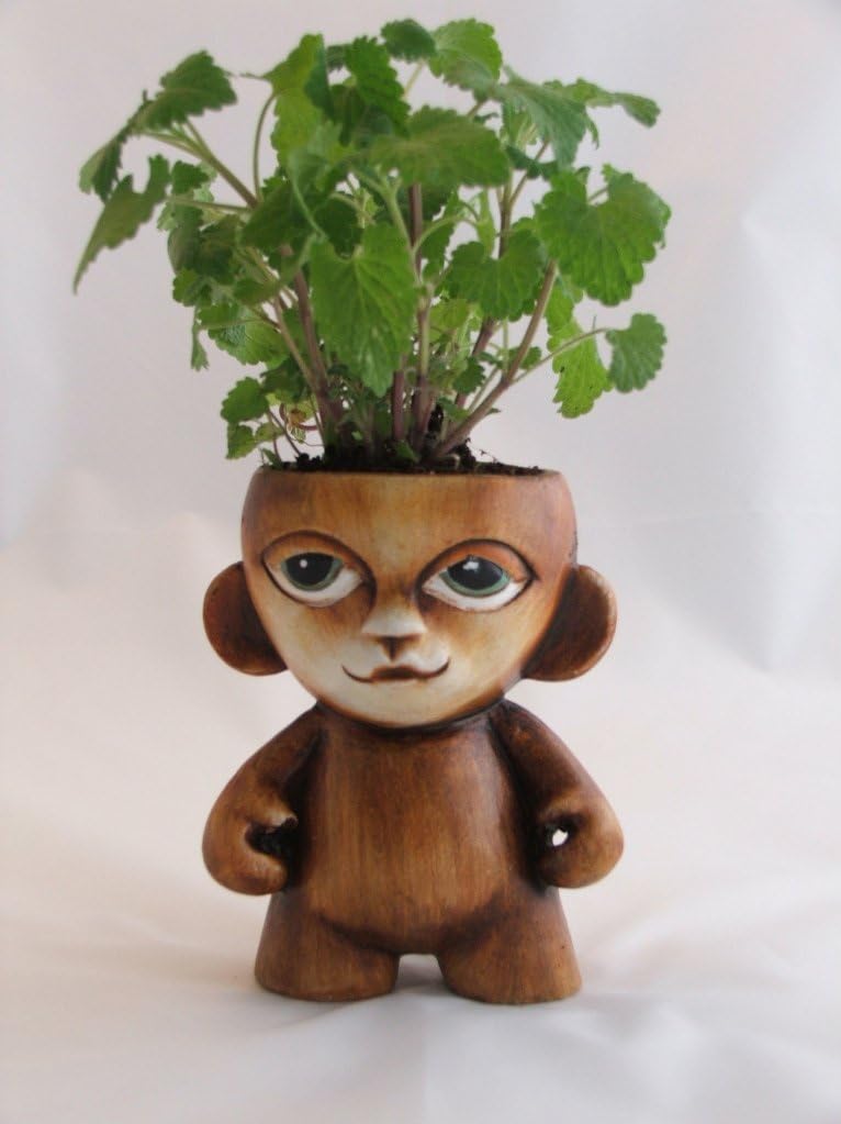 Amazon.com: Catnip Amazon Grow Kit : Everything Else