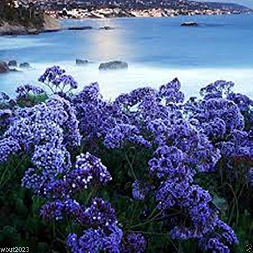 200 Statice Seeds Blue Known As Sea Lavender Statice Marsh | Desertcart ...