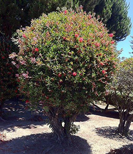 Creative Farmer Seeds For Garden Cheel Backyard Flowering Tree Seeds ...