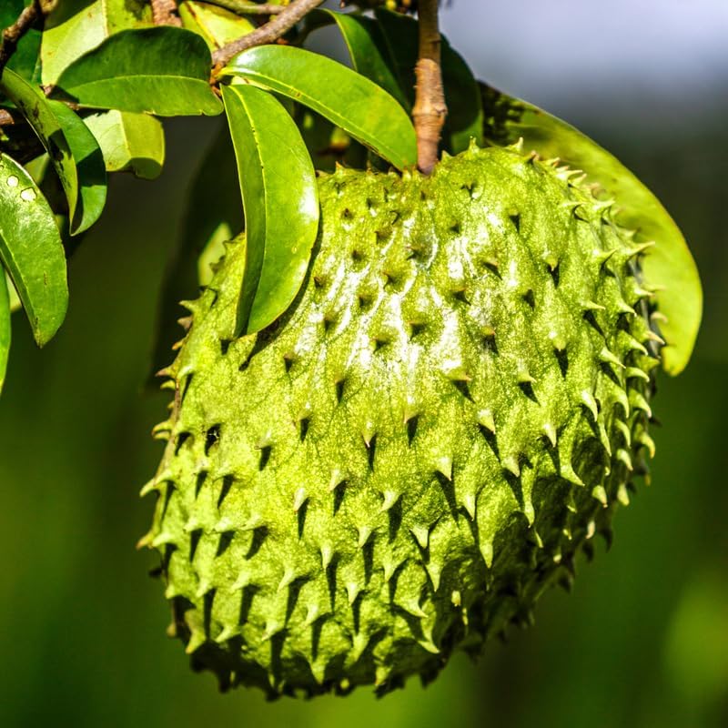 Amazon.com : Soursop Plant Live for Planting, Annona Muricata Sweet ...