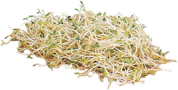 Amazon.com : Burpee Broccoli Sprout Seed Seeds 4 ounces of seed : Patio ...