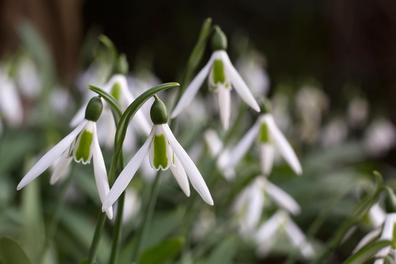 3 x Pots of Snowdrops - Winter Flowering - Cultivated Snowdrop Bulbs in ...
