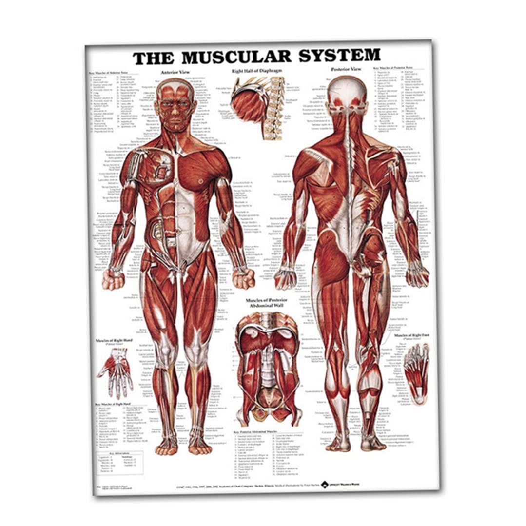Buy DierCosy Anatomical Paper, Muscular System Wall Chart Lifelike ...