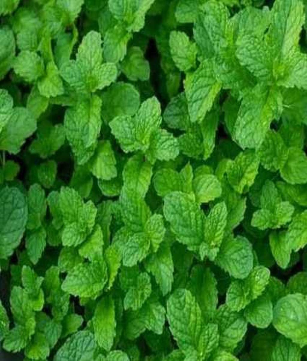 EverSneh Real Mint Live Plant Pudina Plant Kitchen Garden (Healthy Live ...