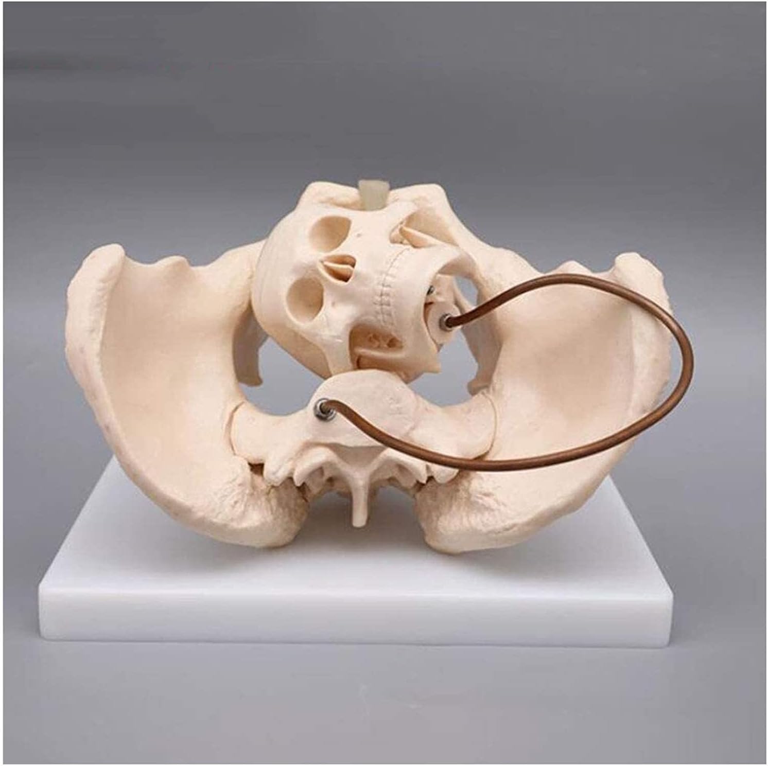 Amazon.com: Pelvic Skeleton Anatomical Model lvis Anatomy Model Life ...