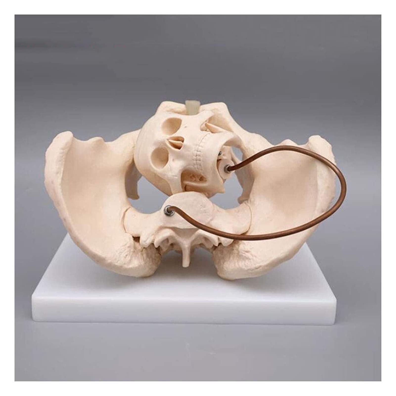 Teaching Model Pelvic Skeleton Anatomical Model Pelvis Anatomy Model ...