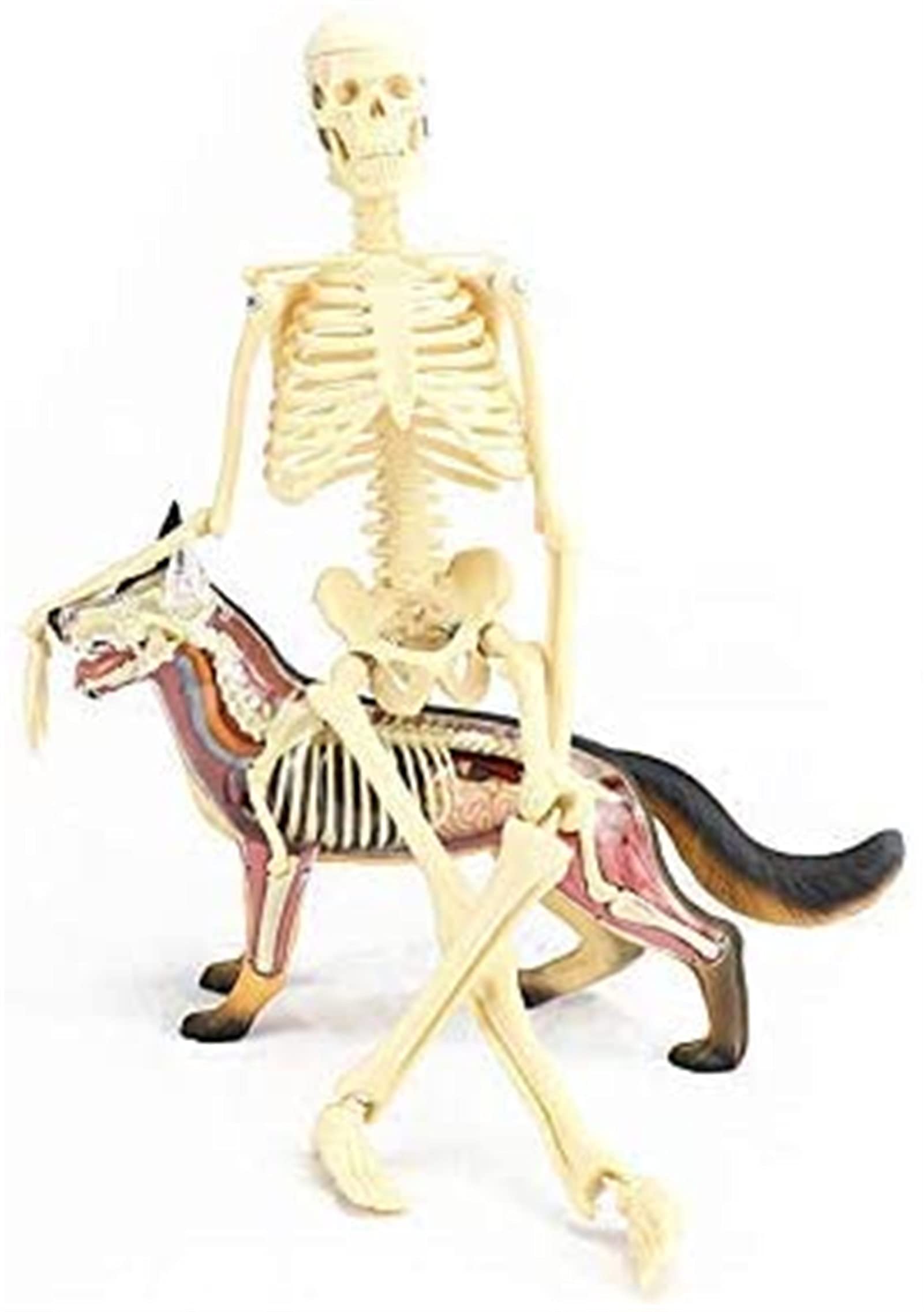 Buy Anatomy Model, Anatomical Model of Human Skeleton Mini 45cm ...