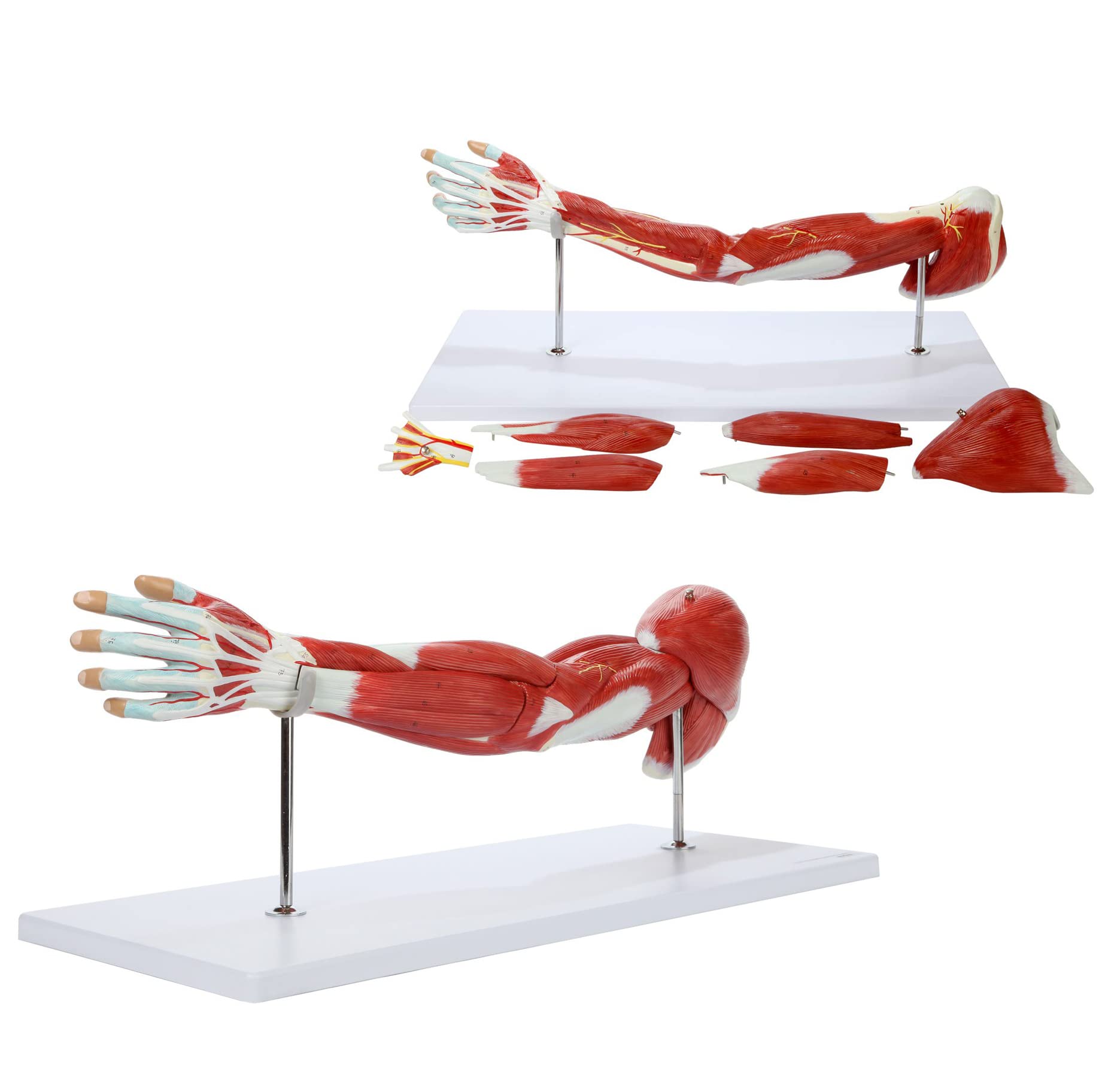 Anatomie Des Menschlichen Arms Beschriftet