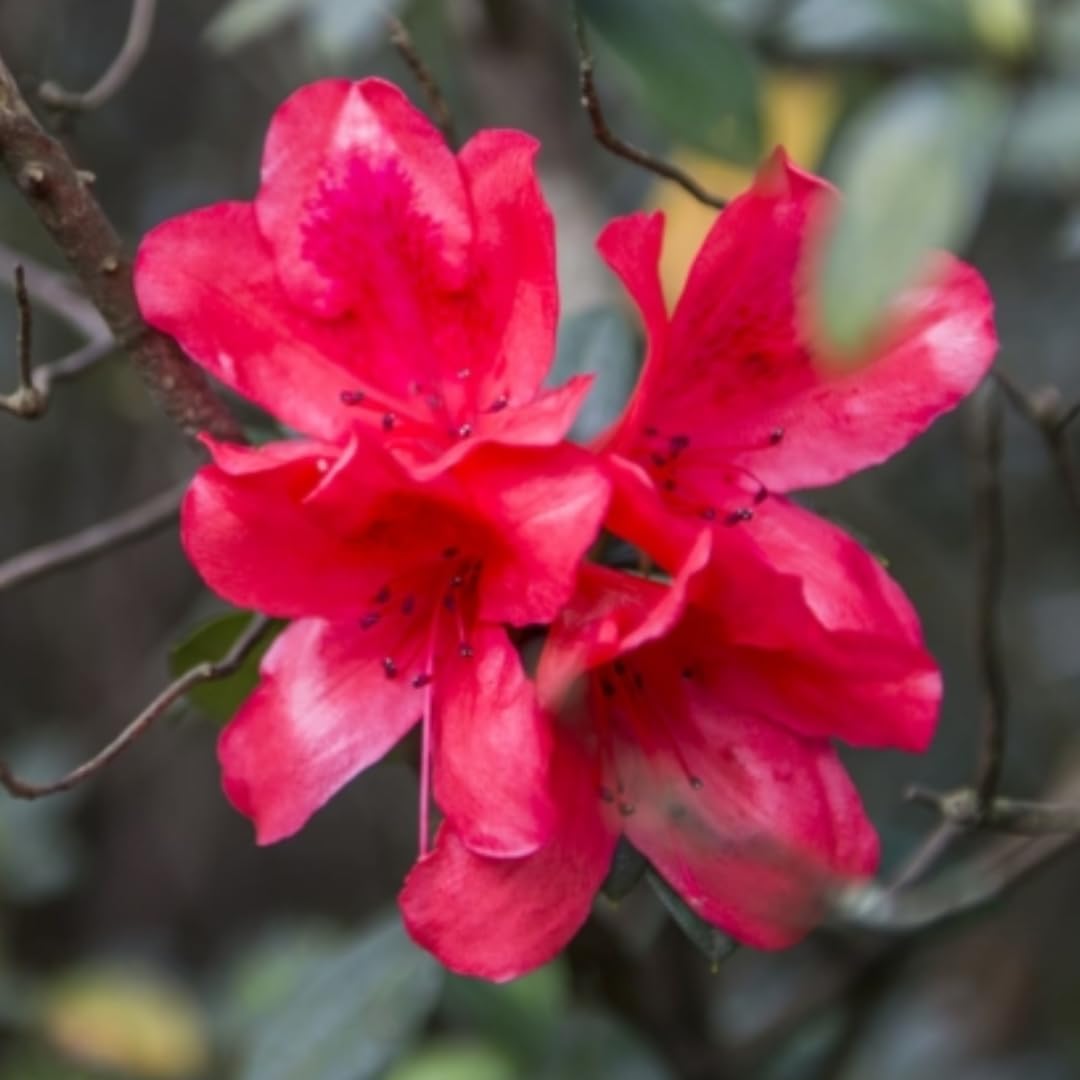 Amazon.com : Live Red Azalea Plant, Cold Hardy Azalea Plant, Reblooming ...
