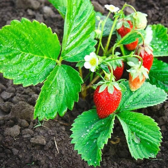 BISWAS PLANTS HOUSE` Red Strawberry Fruit Live Plant (Pack Of-1 ...