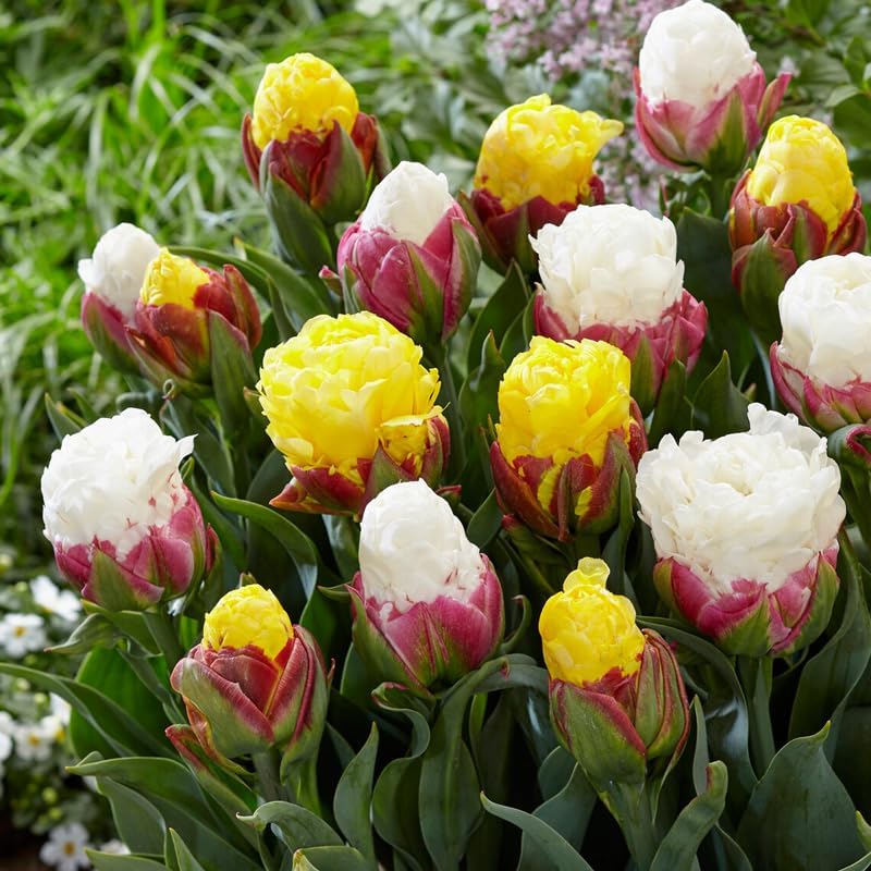 Amazon.com : Banana Split Ice Cream Double Tulip Bulb Mix for Planting ...