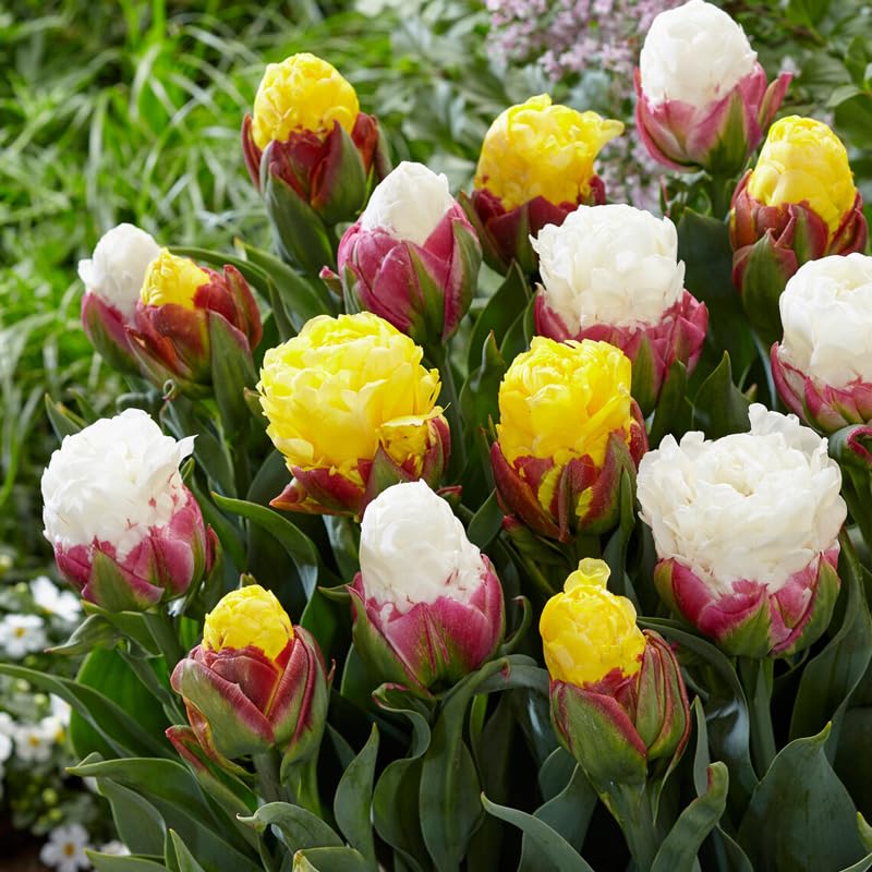 Amazon.com : Banana Split Ice Cream Double Tulip Bulb Mix for Planting ...