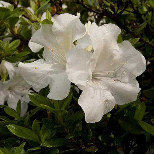 Amazon.com : Encore Azalea Autumn Ivory (1 Gallon) White Flowering ...