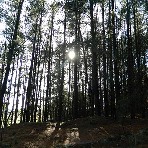 Amazon.com: The Forest for the Trees : Neil Boyack: Digital Music