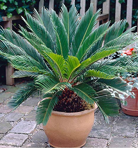 Arlo Live Cycad Plant Living Fossil Cycadophyta Plant in Pot : Amazon ...